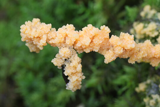 「Aethalium」の画像 - 51 件の Stock 写真、ベクターおよびビデオ | Adobe Stock