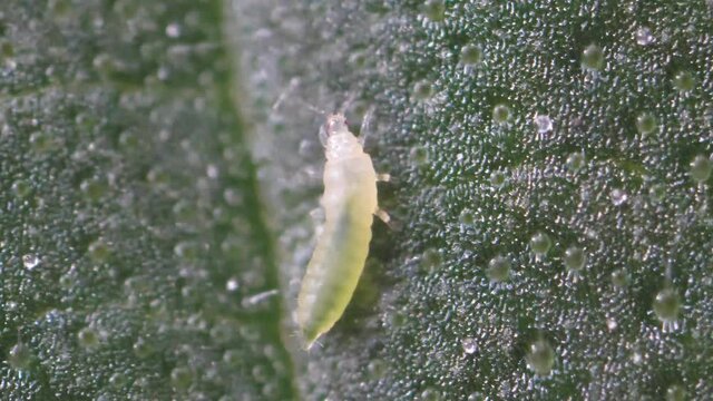 Thrips-Bilder: Stock-Fotos & -Videos. | Adobe Stock