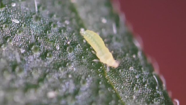 Thrips-Bilder: Stock-Fotos & -Videos. | Adobe Stock