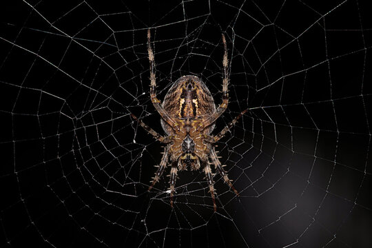 รูปภาพEkelig – เลือกดูภาพถ่ายสต็อก เวกเตอร์ และวิดีโอ1,880 | Adobe Stock