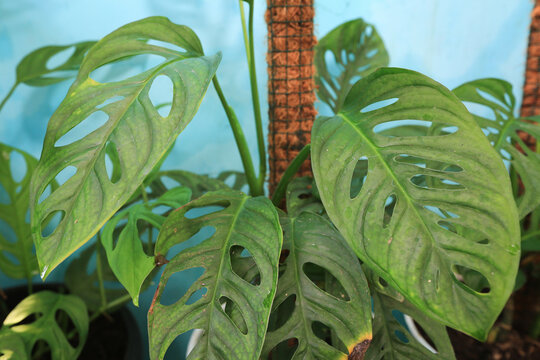 รูปภาพJanda – เลือกดูภาพถ่ายสต็อก เวกเตอร์ และวิดีโอ141 | Adobe Stock