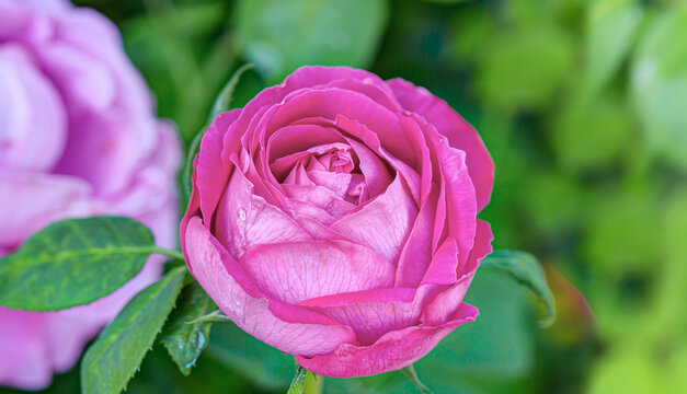 "Rose Isolated" Bilder – Durchsuchen 990 Archivfotos, Vektorgrafiken ...