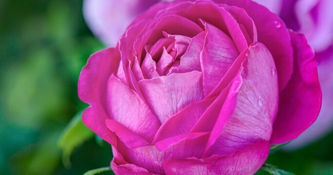 รูปภาพ"Rose Isolated" – เลือกดูภาพถ่ายสต็อก เวกเตอร์ และวิดีโอ966 ...