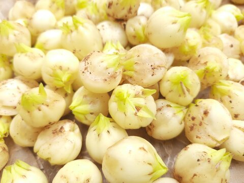 Vippa Images – Browse 26 Stock Photos, Vectors, and Video | Adobe Stock