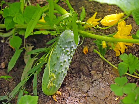 รูปภาพSativus – เลือกดูภาพถ่ายสต็อก เวกเตอร์ และวิดีโอ149,701 | Adobe Stock