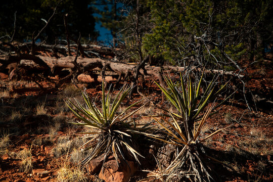 Deadfall Images – Browse 659 Stock Photos, Vectors, and Video | Adobe Stock