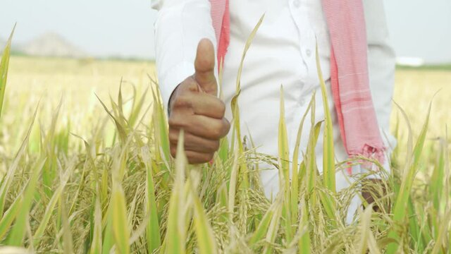 "Paddy Farmer" Images – Browse 455 Stock Photos, Vectors, and Video ...