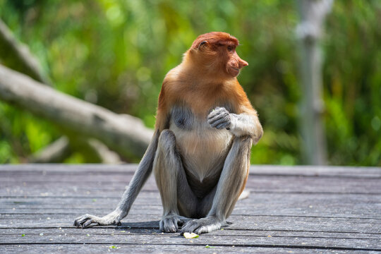 รูปภาพProboscis – เลือกดูภาพถ่ายสต็อก เวกเตอร์ และวิดีโอ638,167 | Adobe ...