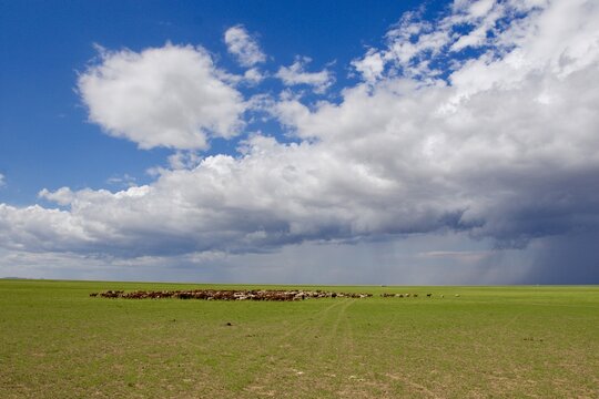 รูปภาพSteppa – เลือกดูภาพถ่ายสต็อก เวกเตอร์ และวิดีโอ484 | Adobe Stock