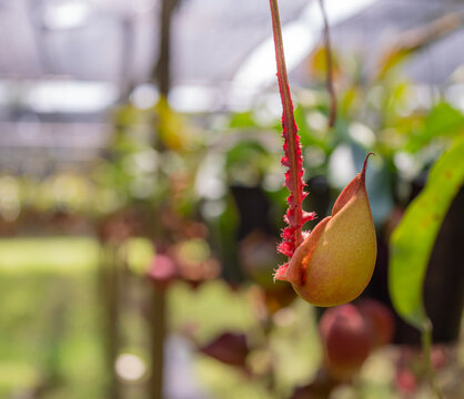 Imagens de Nepenthes-Mirabilis – Explore Fotografias do Stock, Vetores ...