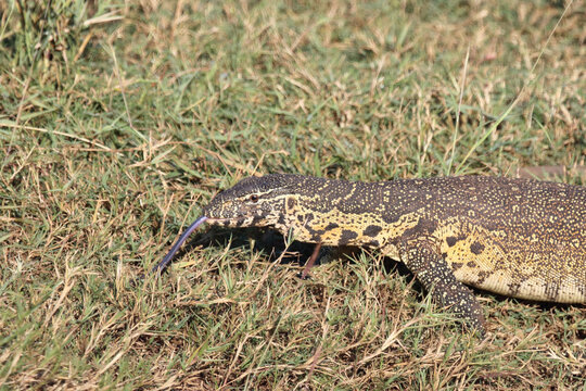 รูปภาพWarane – เลือกดูภาพถ่ายสต็อก เวกเตอร์ และวิดีโอ204 | Adobe Stock
