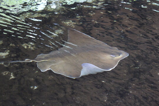 Mantarraya Images – Browse 90 Stock Photos, Vectors, and Video | Adobe ...