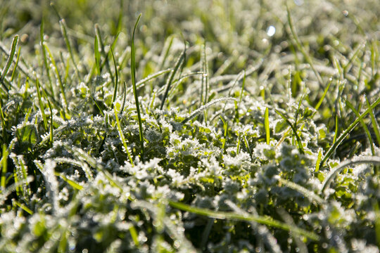 Erba 이미지 – 찾아보기 150,722 스톡 사진, 벡터 및 비디오 | Adobe Stock
