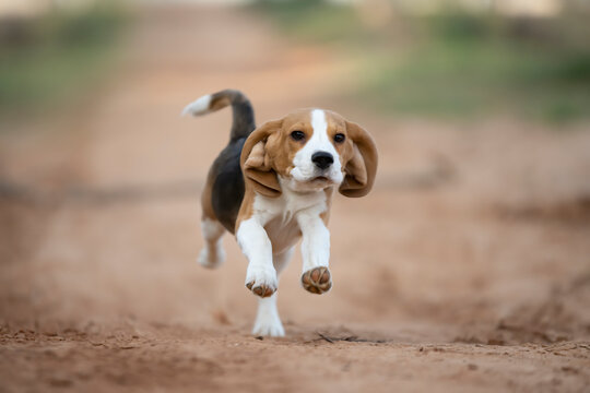 Running Beagle Wallpaper