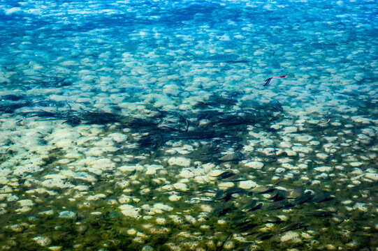 Luderick Images – Browse 29 Stock Photos, Vectors, and Video | Adobe Stock