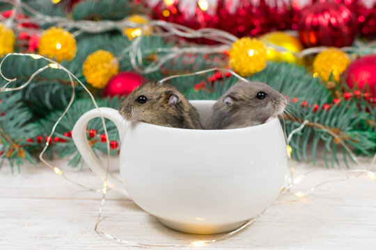 Hamsterbacken Bilder – Durchsuchen 1,862 Archivfotos, Vektorgrafiken ...