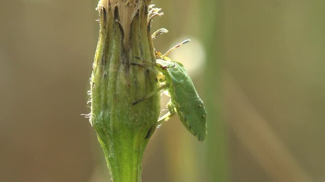 Instar Images – Browse 7,977 Stock Photos, Vectors, and Video | Adobe Stock