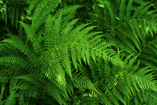 Pteridofitas Equisetum