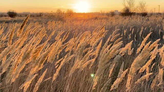 Reed Field Images – Browse 129,419 Stock Photos, Vectors, and Video ...