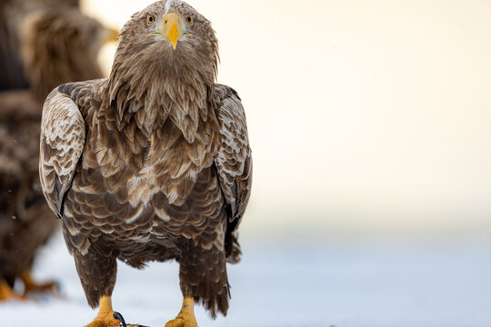 樺太 Images – Browse 441 Stock Photos, Vectors, and Video | Adobe Stock