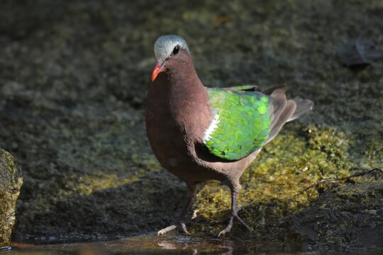 "Green Dove" Bilder – Durchsuchen 739 Archivfotos, Vektorgrafiken und ...