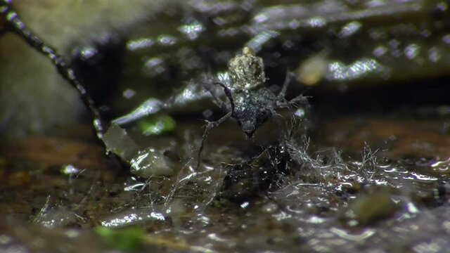 Obrázky Milben – procházejte fotografie, vektory a videa 996 | Adobe Stock