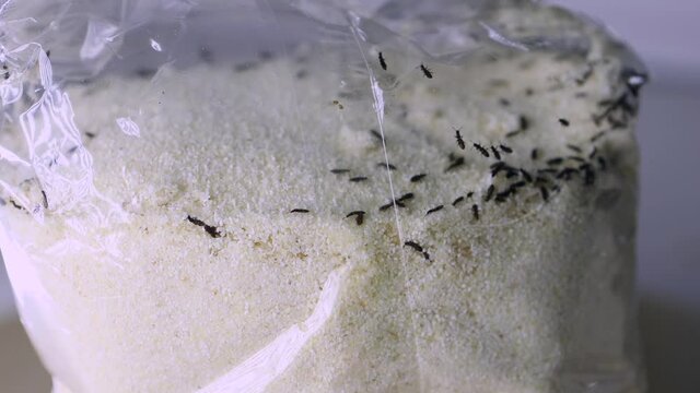 "Flour Beetle" Images – Parcourir 162 le catalogue de photos, vecteurs ...