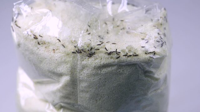 "Flour Beetle" Images – Parcourir 162 le catalogue de photos, vecteurs ...