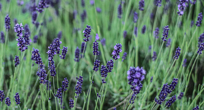 Lilane-Bilder: Stock-Fotos & -Videos. | Adobe Stock