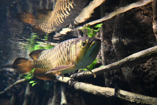 Hbrtg Arowana