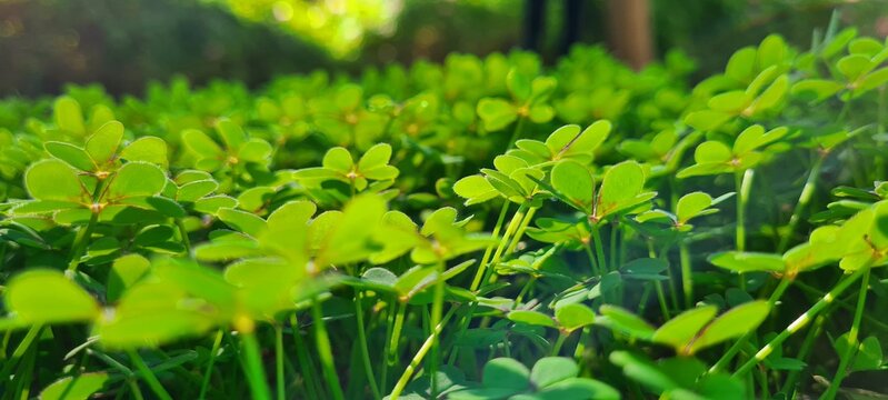 「Treboles」の写真素材 | 2,573件の無料イラスト画像 | Adobe Stock