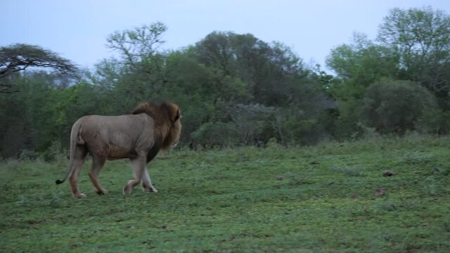 "Black Mane"-Bilder: Stock-Fotos & -Videos. | Adobe Stock