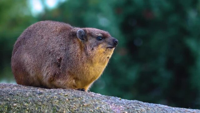 รูปภาพHyraxes – เลือกดูภาพถ่ายสต็อก เวกเตอร์ และวิดีโอ22,705 | Adobe Stock