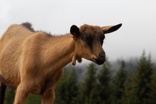 「Capretta」の写真素材 | 560件の無料イラスト画像 | Adobe Stock
