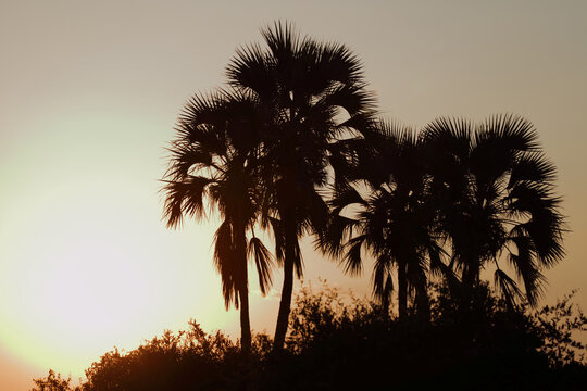 Palman Bilder – Durchsuchen 573 Archivfotos, Vektorgrafiken und Videos ...