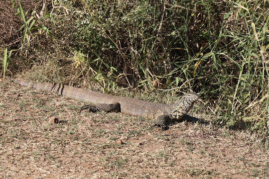 Warane bilder – Bläddra bland 204 stockfoton, vektorer och videor ...
