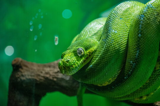 "Green Python"-Bilder: Stock-Fotos & -Videos. | Adobe Stock