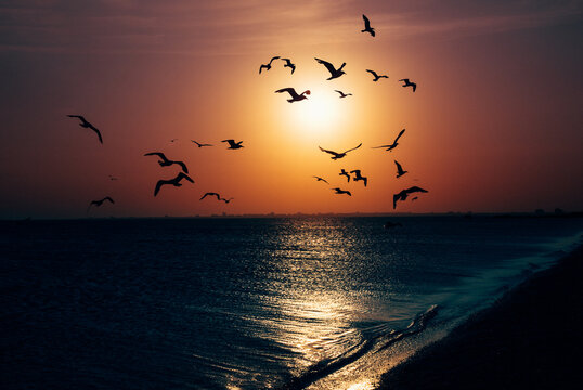 "Seagulls Flying" Images – Browse 3,699 Stock Photos, Vectors, and ...
