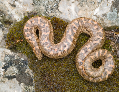 Wüstenspringmaus Bilder – Durchsuchen 240 Archivfotos, Vektorgrafiken ...