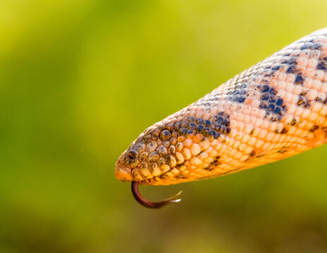 Wüstenspringmaus Bilder – Durchsuchen 240 Archivfotos, Vektorgrafiken ...