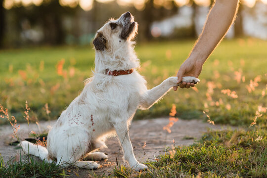 Dog Shake Hands Images – Browse 5,444 Stock Photos, Vectors, and Video ...