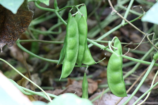 Avarekalu Imagens – Procure 4 fotos, vetores e vídeos | Adobe Stock
