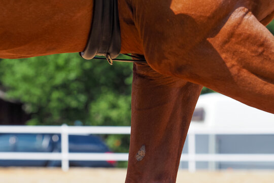 Forelegs Images – Browse 3,861 Stock Photos, Vectors, and Video | Adobe ...