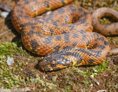 Viperine 이미지 – 찾아보기 2,364 스톡 사진, 벡터 및 비디오 | Adobe Stock