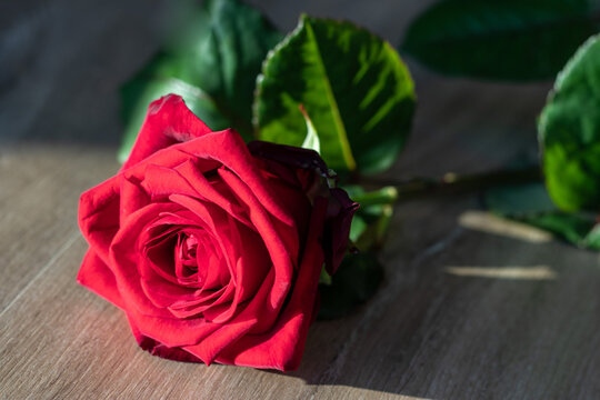 Roes-Flower Bilder – Durchsuchen 206 Archivfotos, Vektorgrafiken und ...