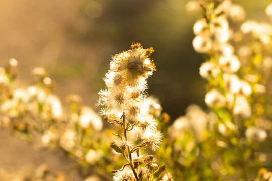 "Pre-Winter Images – Browse 382 Stock Photos, Vectors, and Video ...