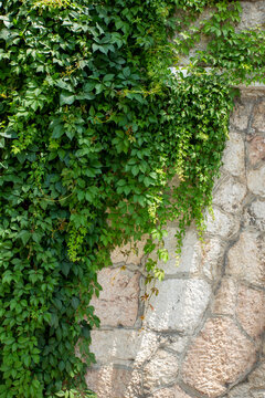 รูปภาพCreeper – เลือกดูภาพถ่ายสต็อก เวกเตอร์ และวิดีโอ89,949 | Adobe Stock