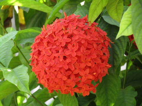 「Viruchi」の画像 - 167 件の Stock 写真、ベクターおよびビデオ | Adobe Stock