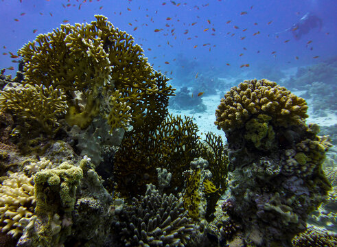 Hardcoral Bilder – Durchsuchen 40,905 Archivfotos, Vektorgrafiken und ...