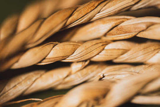 「Roap」の画像 - 251 件の Stock 写真、ベクターおよびビデオ | Adobe Stock